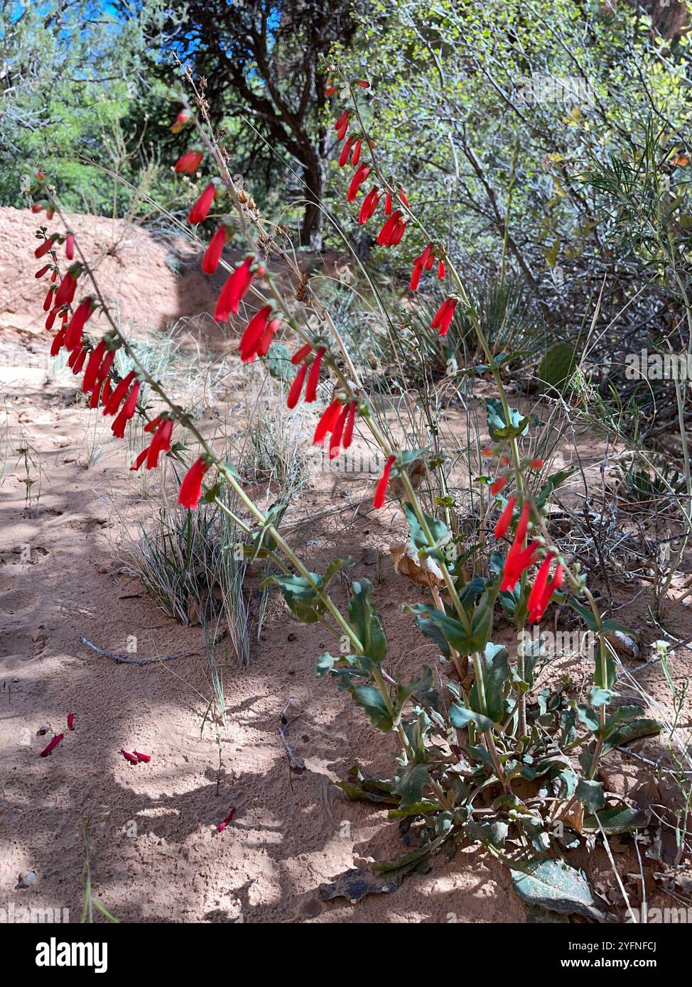 firecracker penstemon (Penstemon eatonii Stock Photo - Alamy