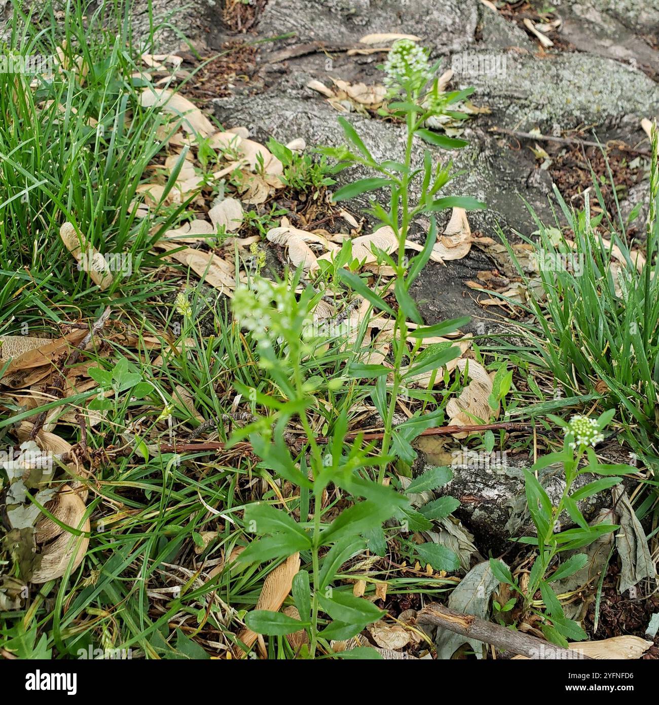 Virginia pepperweed (Lepidium virginicum Stock Photo - Alamy