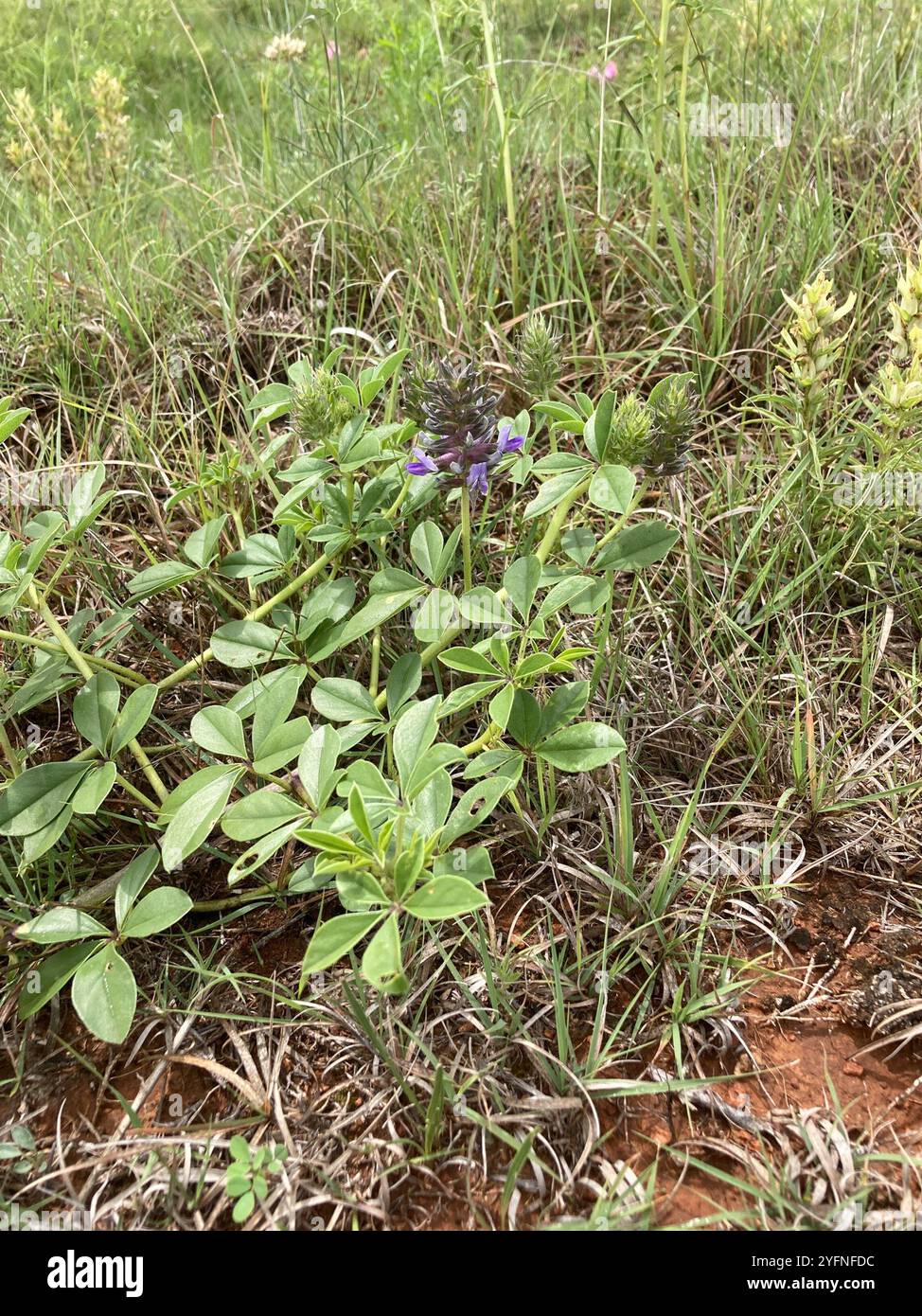 largebract Indian breadroot (Pediomelum cuspidatum Stock Photo - Alamy