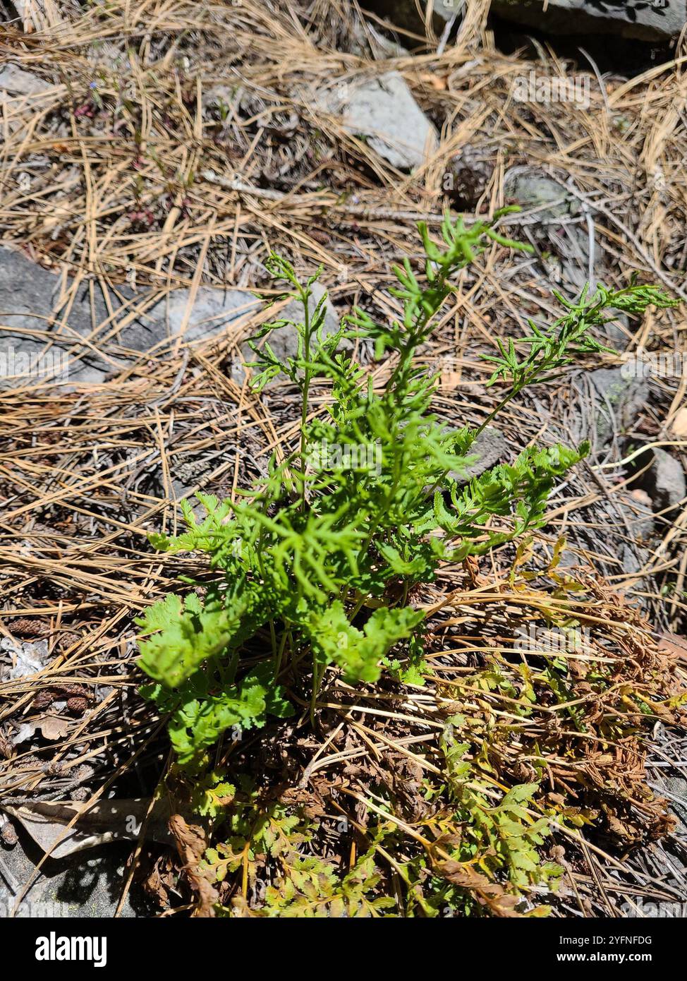 American parsley fern (Cryptogramma acrostichoides Stock Photo - Alamy