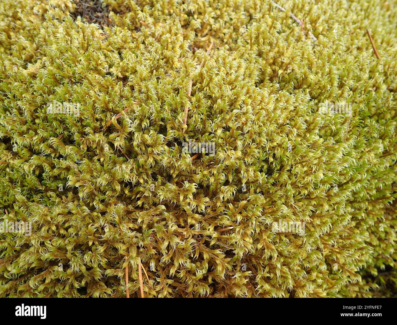 Woolly Fringe-moss (Racomitrium lanuginosum Stock Photo - Alamy