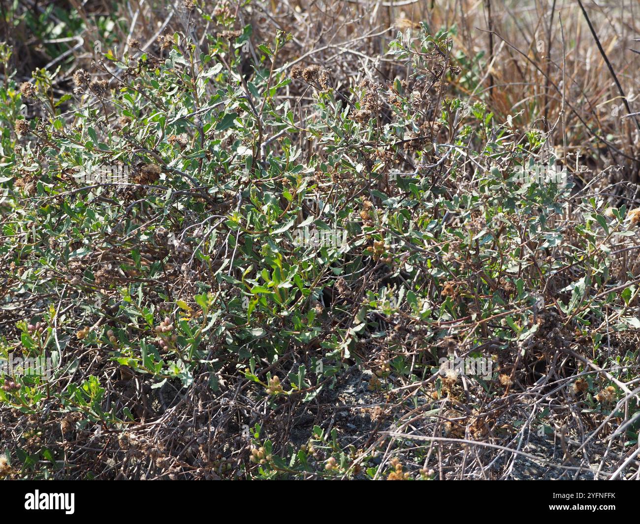 Pteropoda hi-res stock photography and images - Alamy