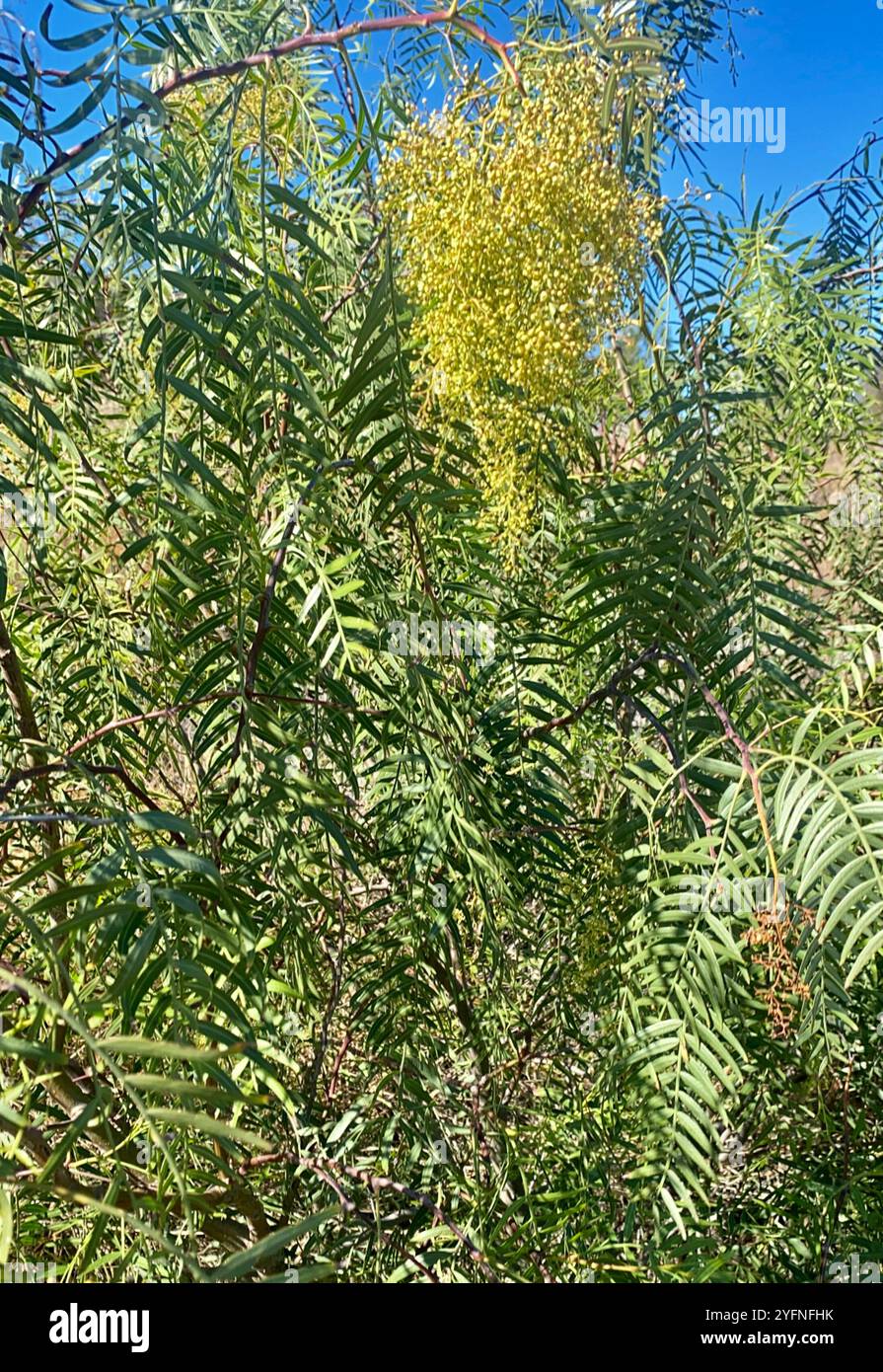 Peruvian Pepper Tree (Schinus molle Stock Photo - Alamy
