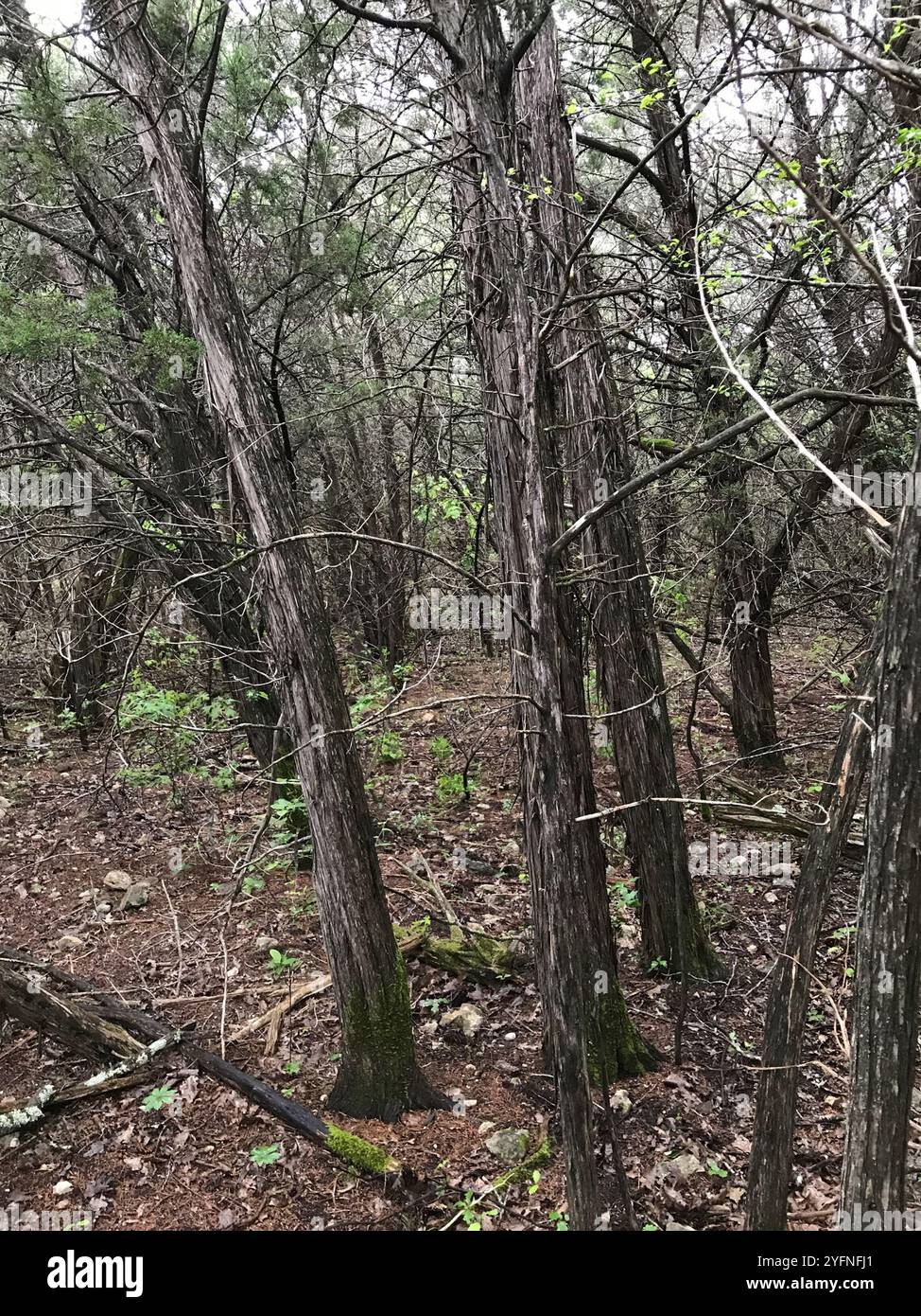 Ashe juniper (Juniperus ashei Stock Photo - Alamy