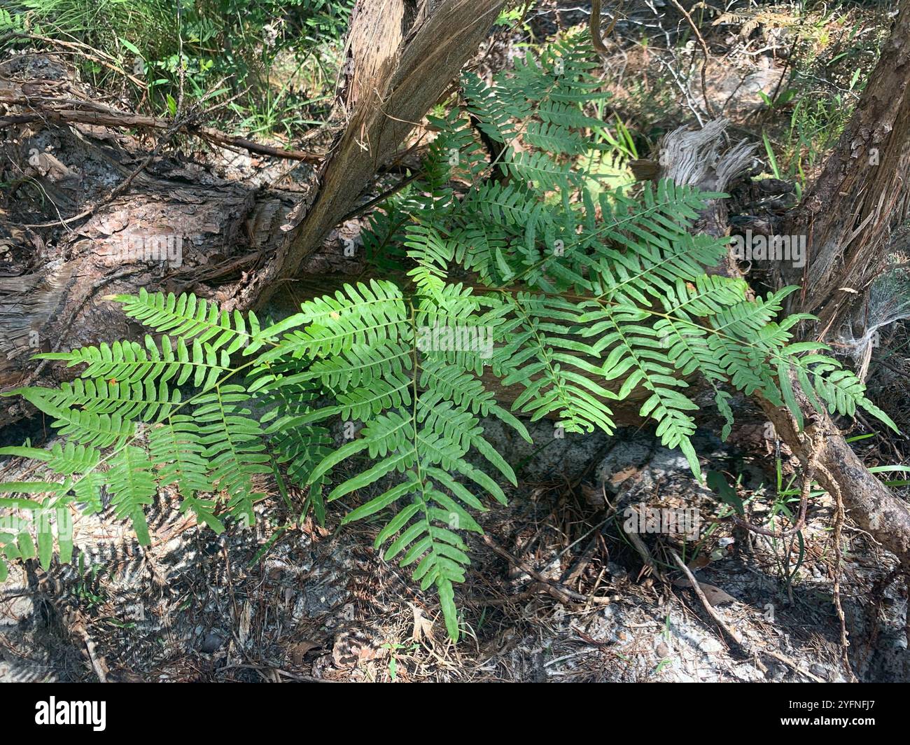Tailed Bracken Fern (Pteridium aquilinum pseudocaudatum Stock Photo - Alamy