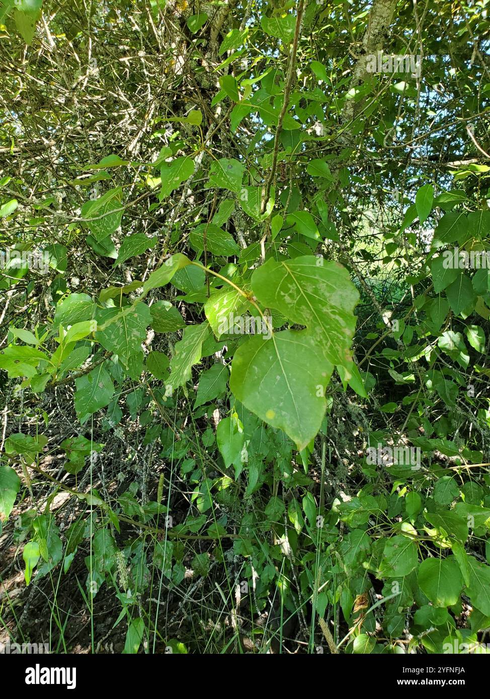black cottonwood (Populus trichocarpa Stock Photo - Alamy