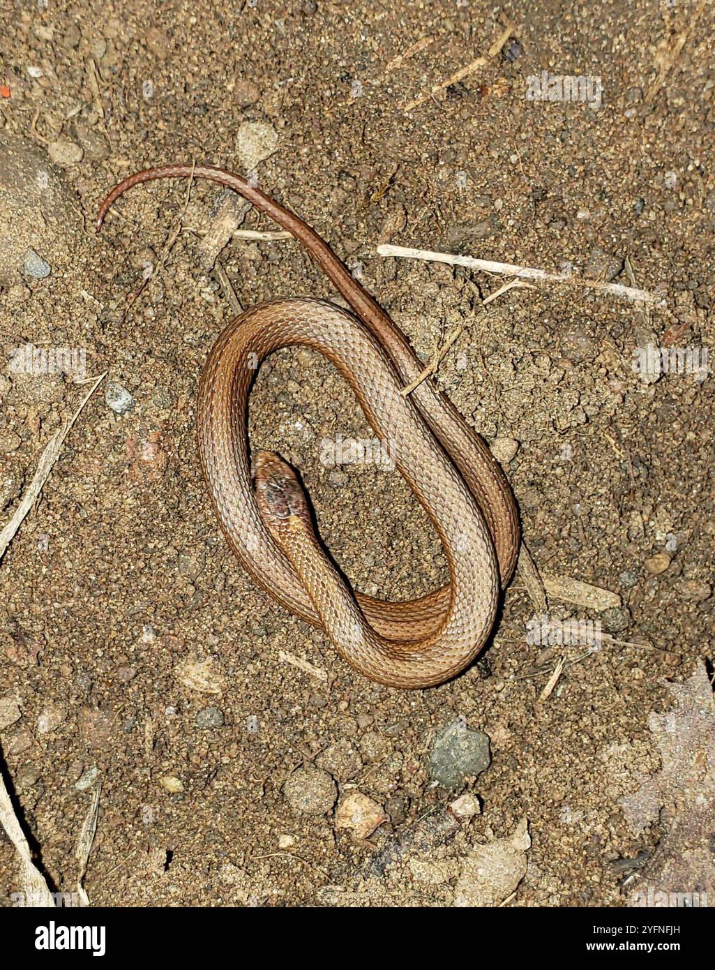 Red-bellied Snake (Storeria occipitomaculata Stock Photo - Alamy