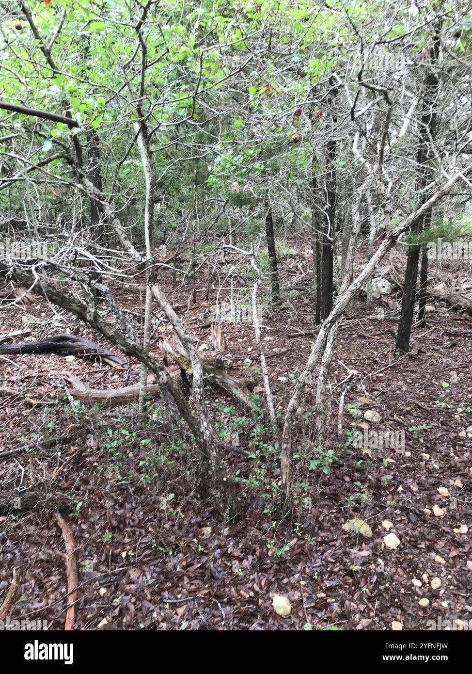 Shin oak hi-res stock photography and images - Alamy