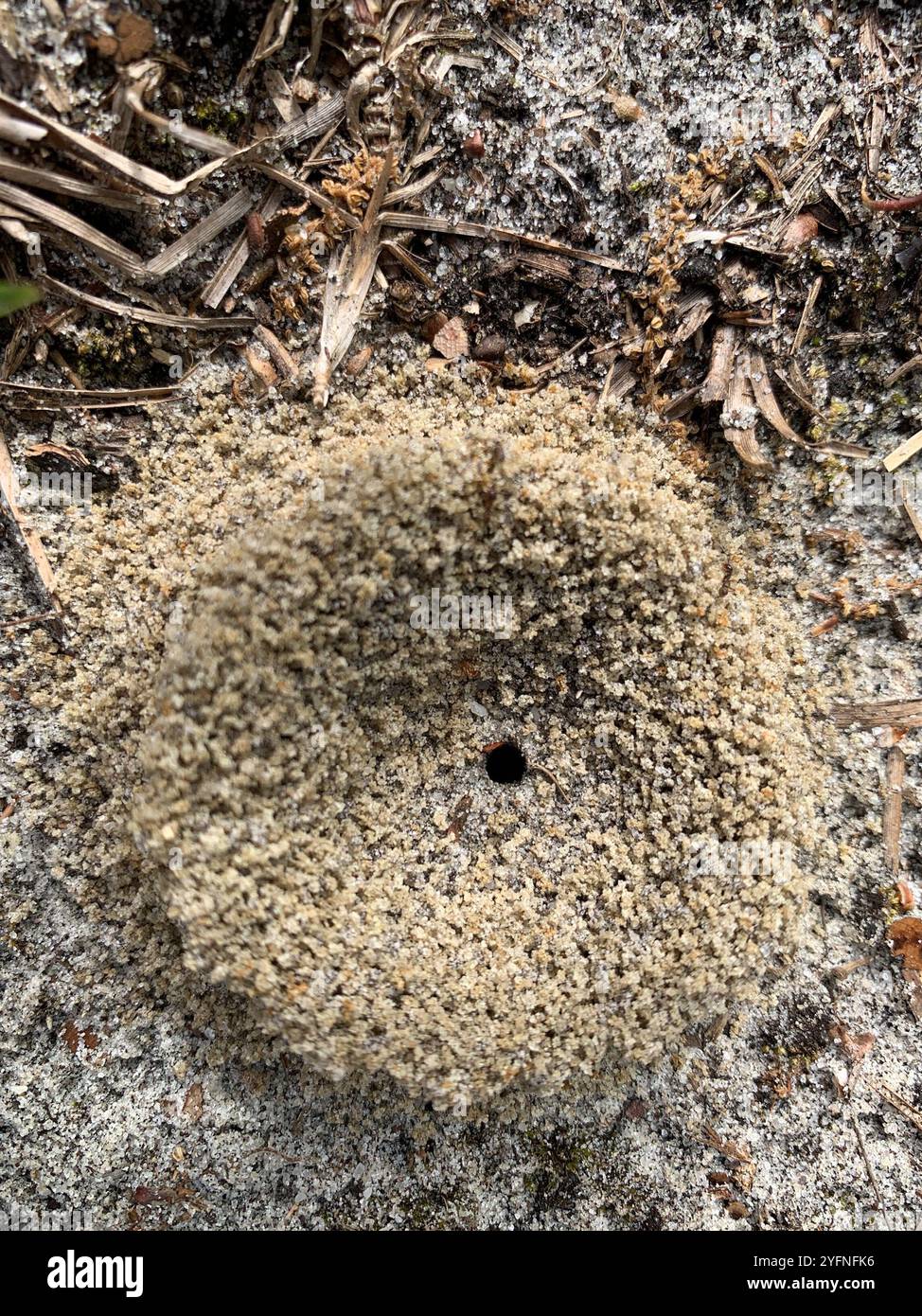 Buren's Pyramid Ant (Dorymyrmex bureni Stock Photo - Alamy