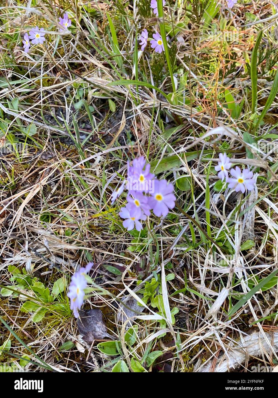 Mistassini hi-res stock photography and images - Alamy