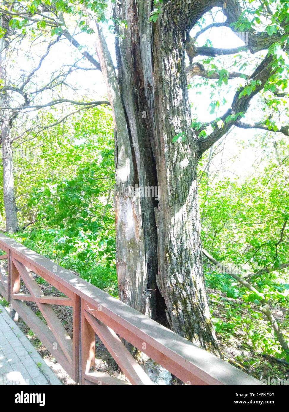 English oak (Quercus robur Stock Photo - Alamy