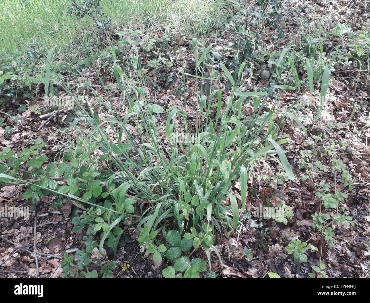 Wood Millet (Milium effusum Stock Photo - Alamy