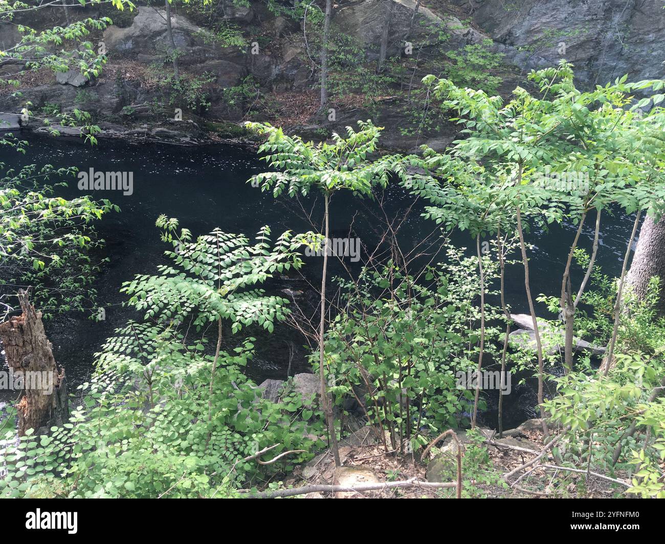 Japanese angelica tree (Aralia elata Stock Photo - Alamy
