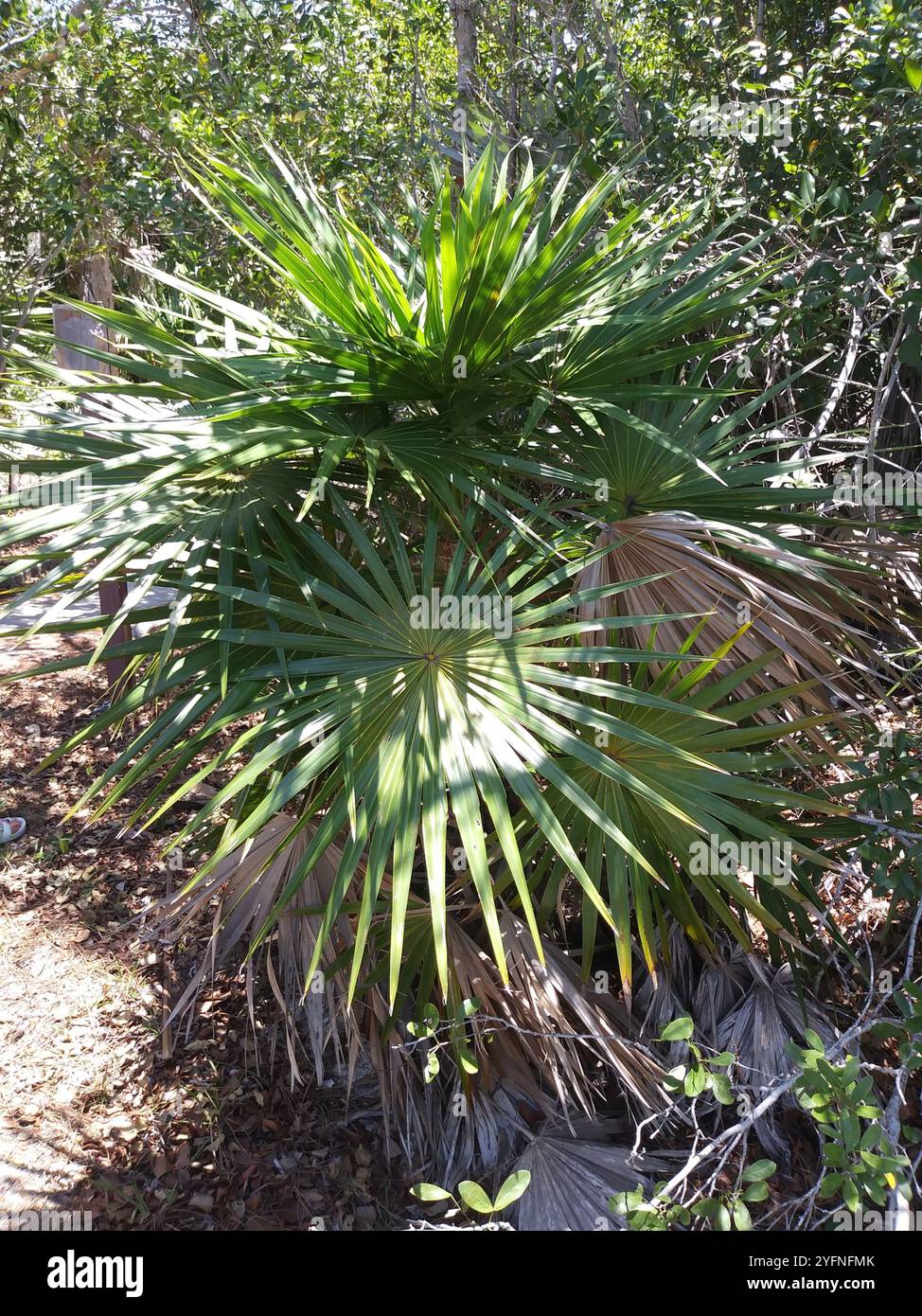Florida Thatch Palm (Thrinax radiata Stock Photo - Alamy