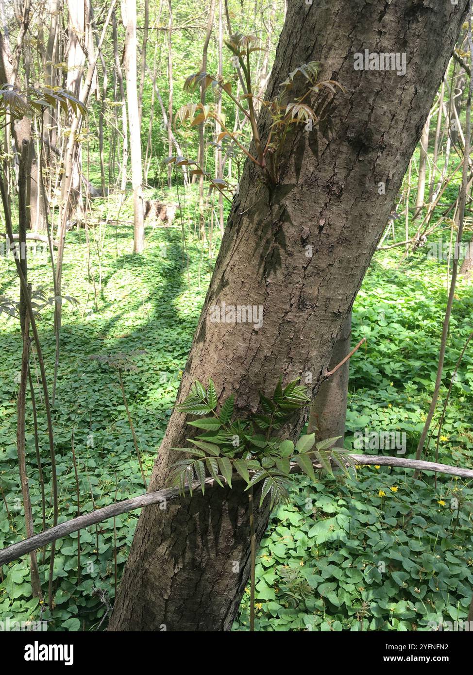 Tun tree (Toona sinensis Stock Photo - Alamy