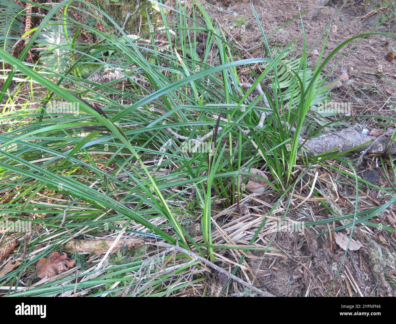 true sedges (Carex Stock Photo - Alamy
