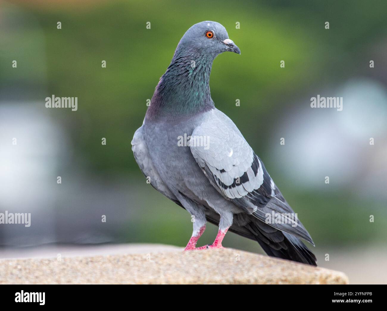 Pigeon looking at camera hi-res stock photography and images - Alamy