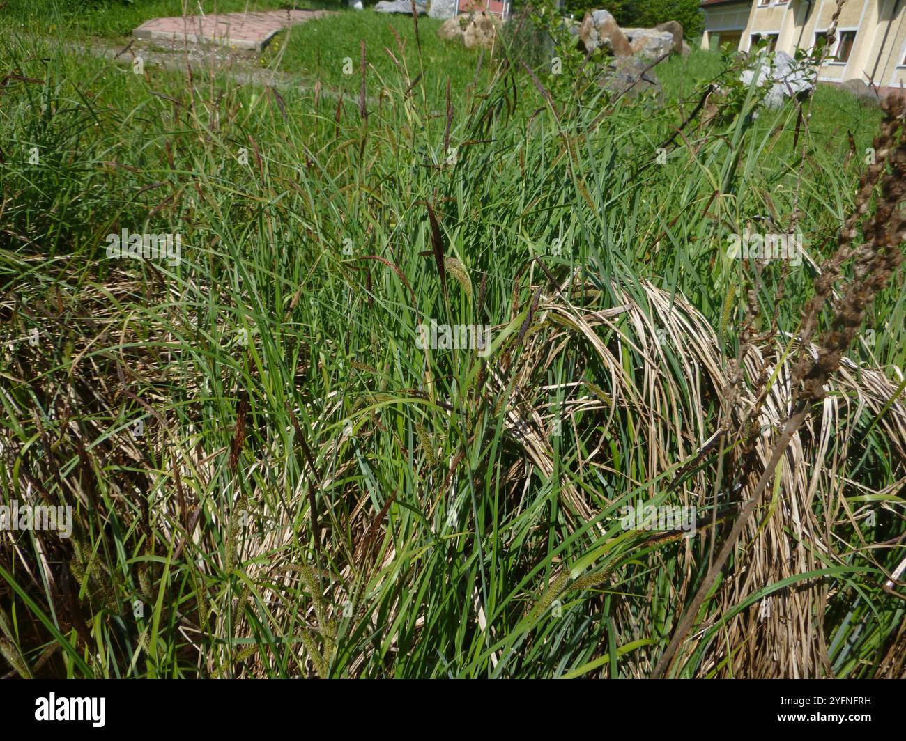 lesser pond sedge (Carex acutiformis Stock Photo - Alamy