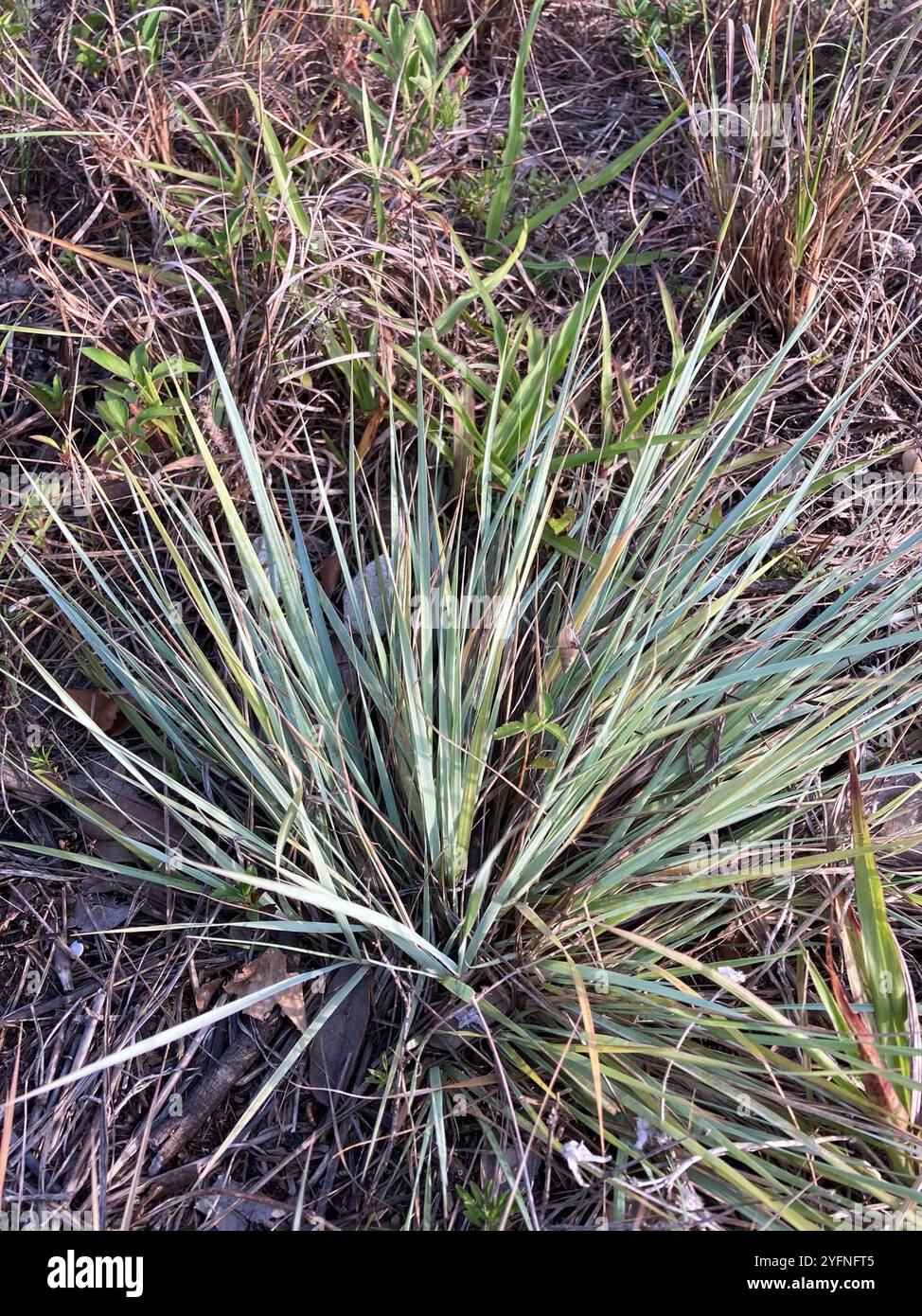 Elliott's lovegrass (Eragrostis elliottii Stock Photo - Alamy