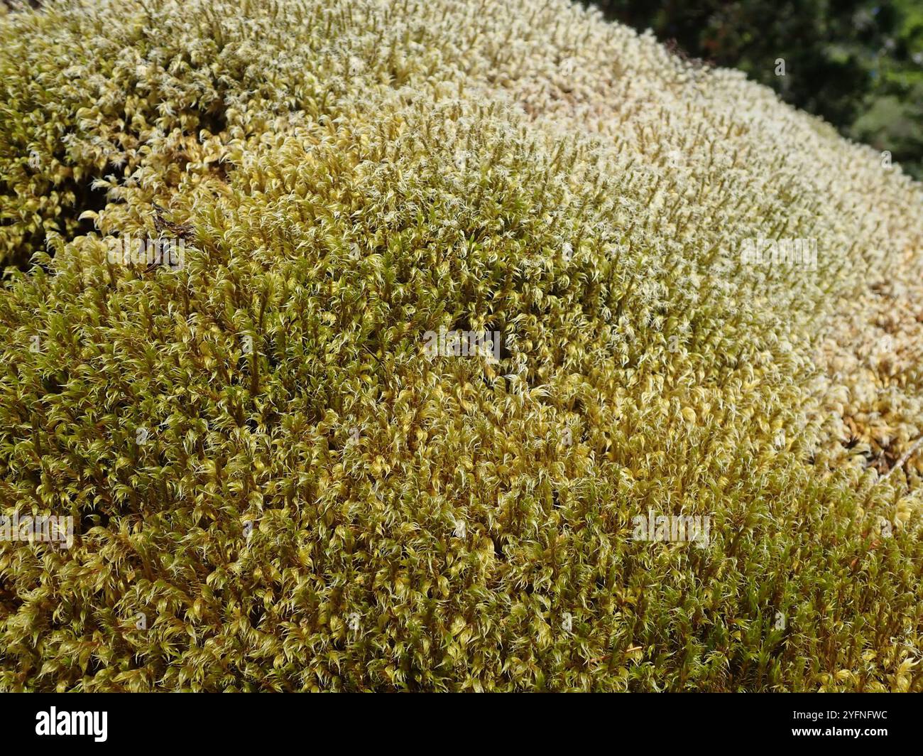Woolly Fringe-moss (Racomitrium lanuginosum Stock Photo - Alamy