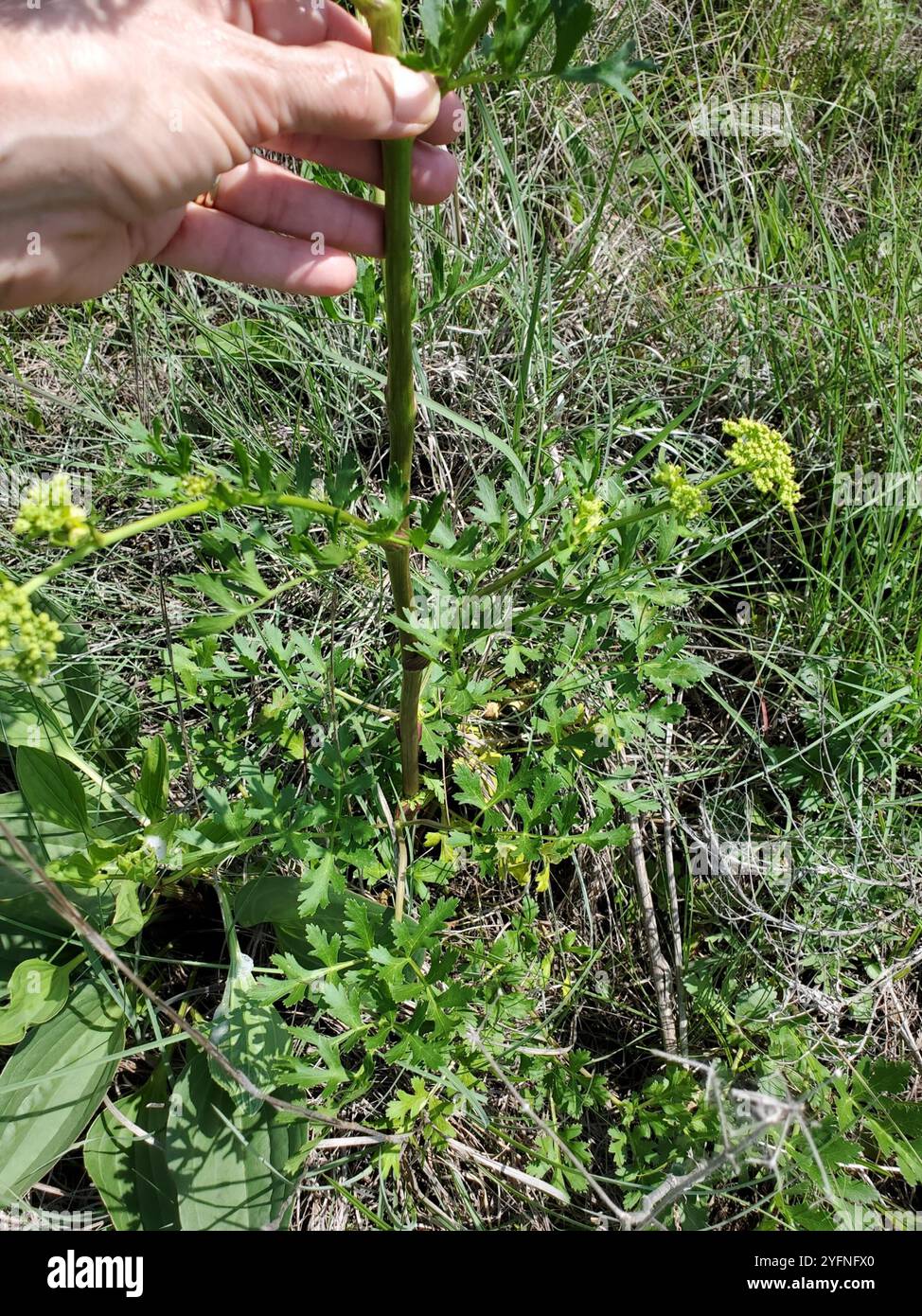 Texas Prairie Parsley (Polytaenia texana Stock Photo - Alamy