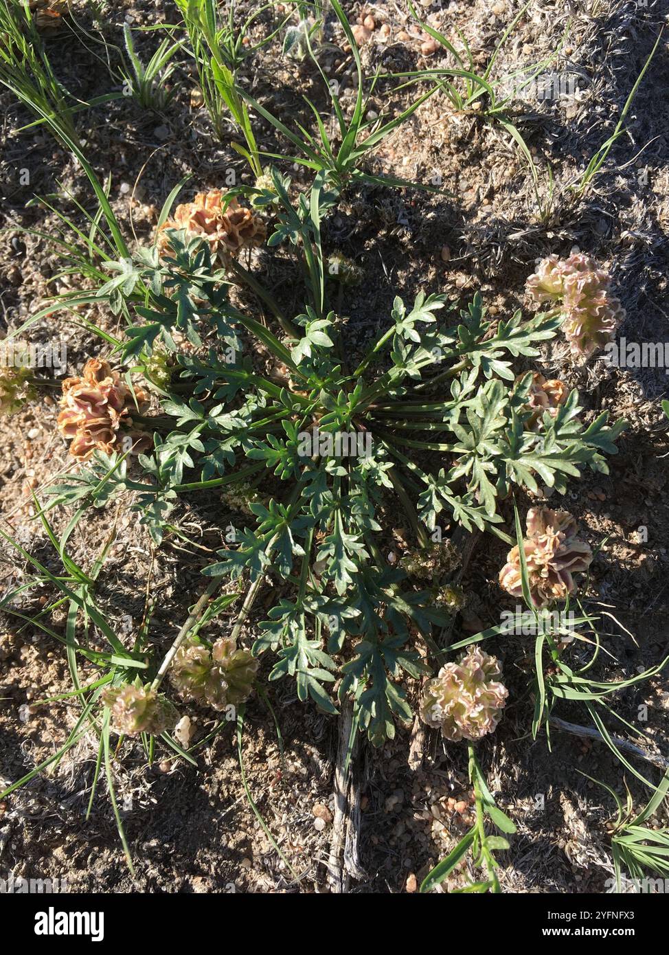 Plains Cymopterus (Cymopterus glomeratus Stock Photo - Alamy
