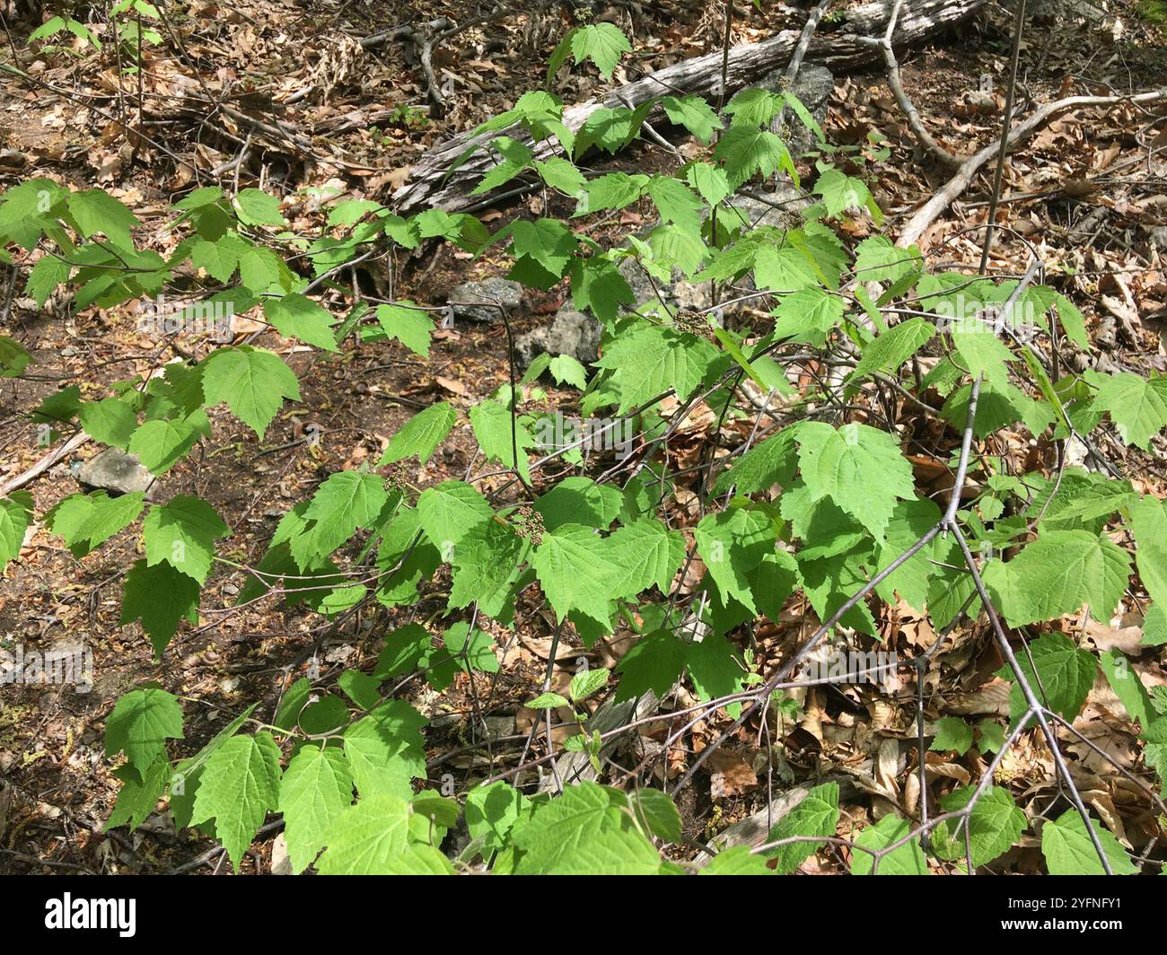 mapleleaf viburnum (Viburnum acerifolium Stock Photo - Alamy
