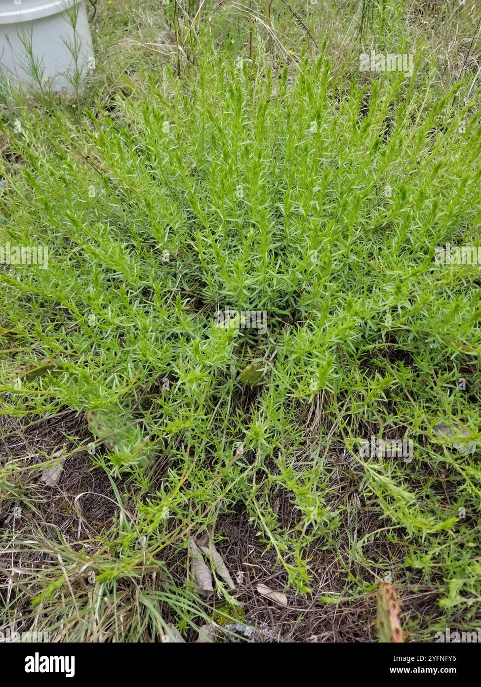 Krameria lanceolata hi-res stock photography and images - Alamy
