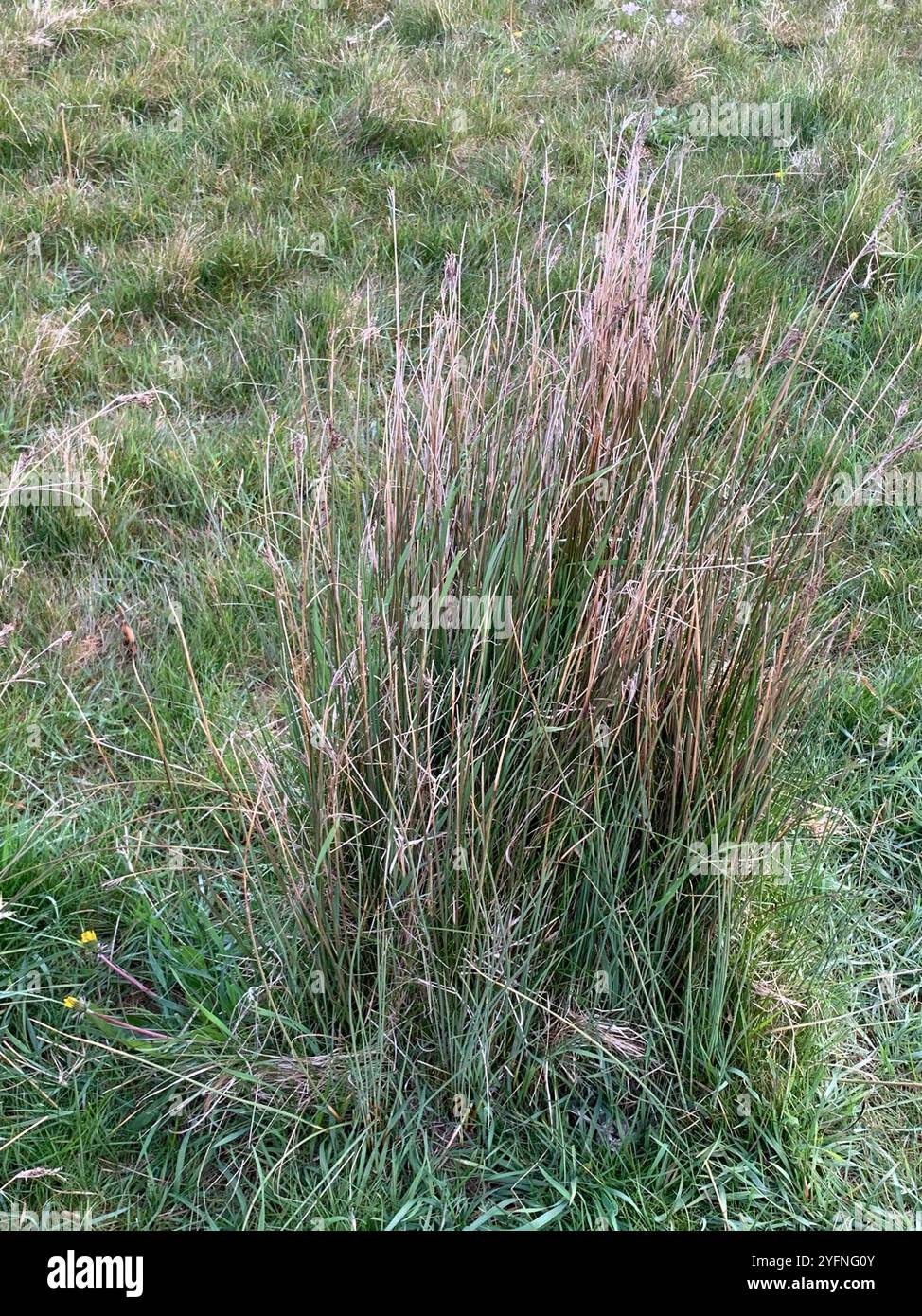 Hard Rush (Juncus inflexus Stock Photo - Alamy