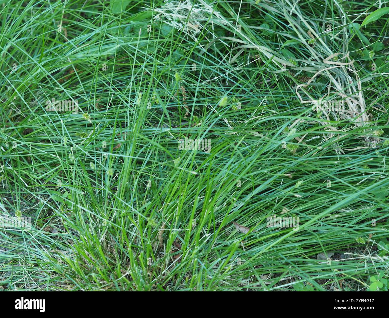 true sedges (Carex Stock Photo - Alamy