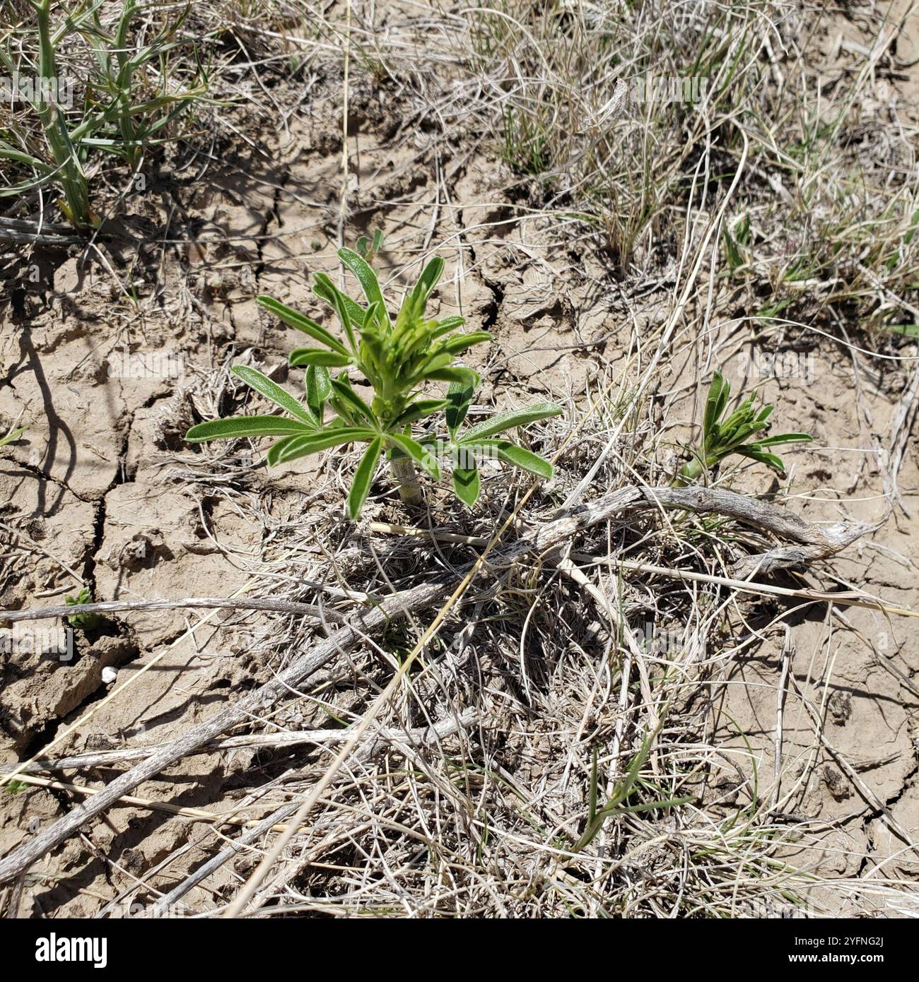 breadroot scurf pea (Pediomelum esculentum Stock Photo - Alamy