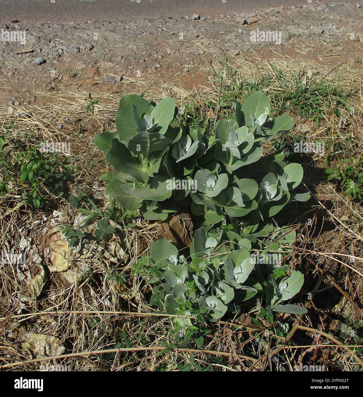 giant milkweed (Calotropis procera Stock Photo - Alamy