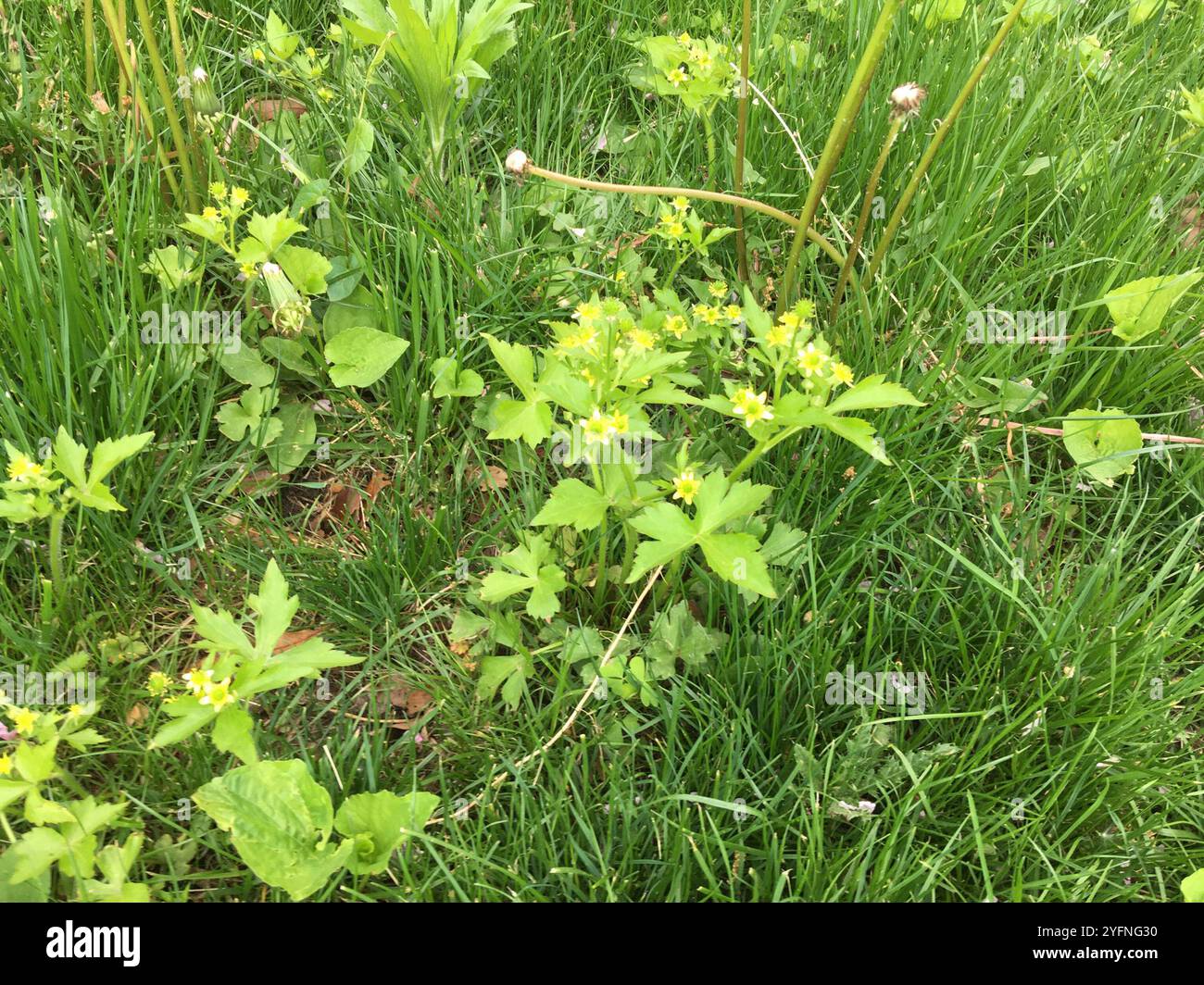 Hooked buttercup hi-res stock photography and images - Alamy