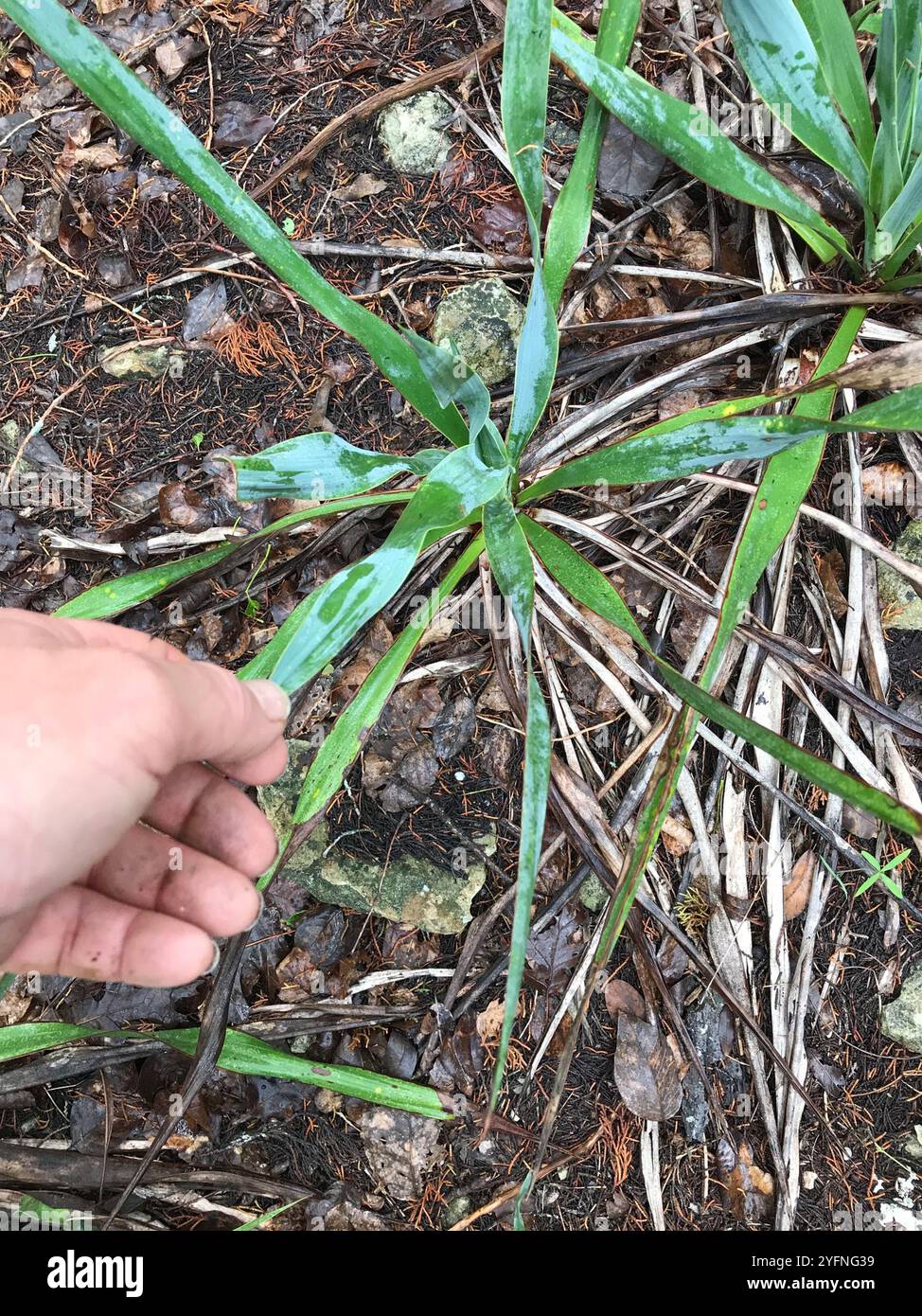 Twisted-leaf Yucca (Yucca rupicola Stock Photo - Alamy