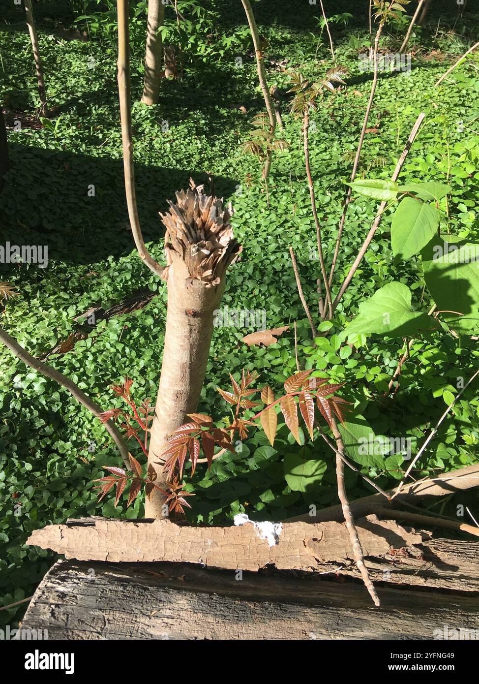 Tun tree (Toona sinensis Stock Photo - Alamy