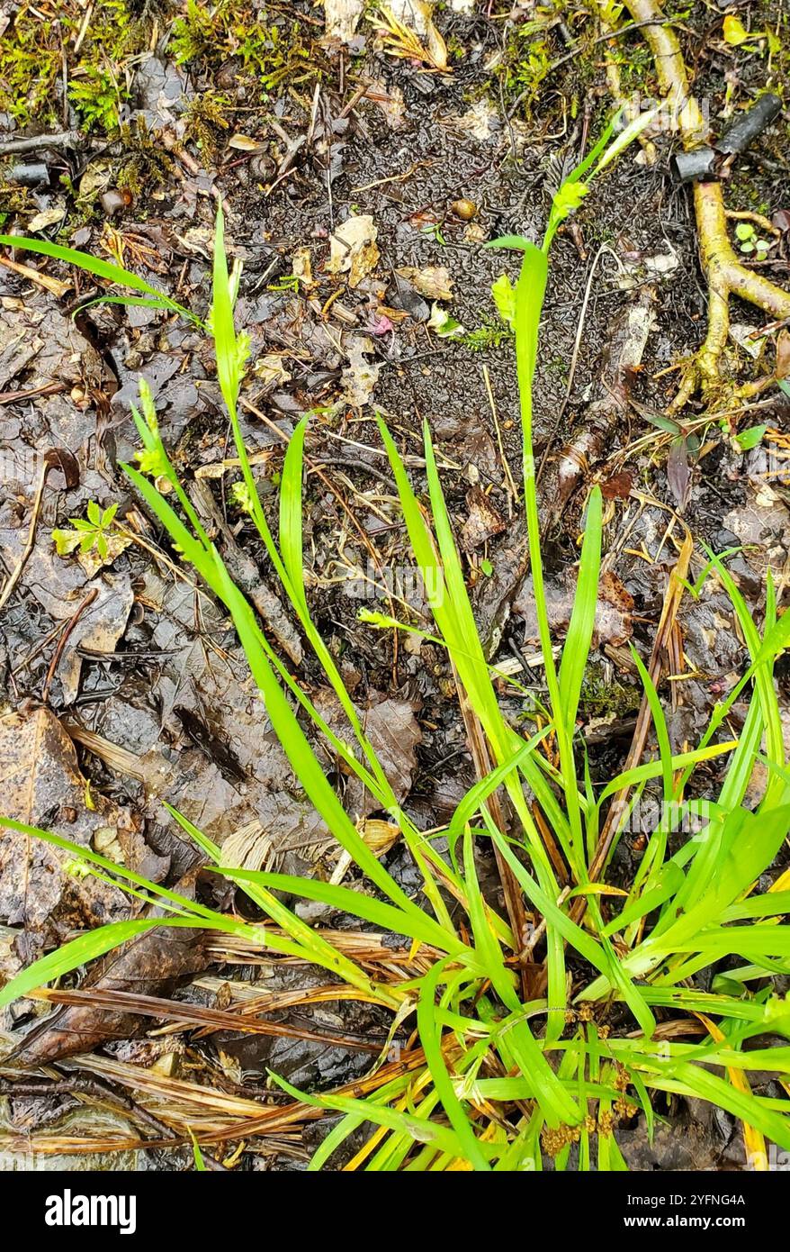 Carex sect. Paniceae (Paniceae Stock Photo - Alamy