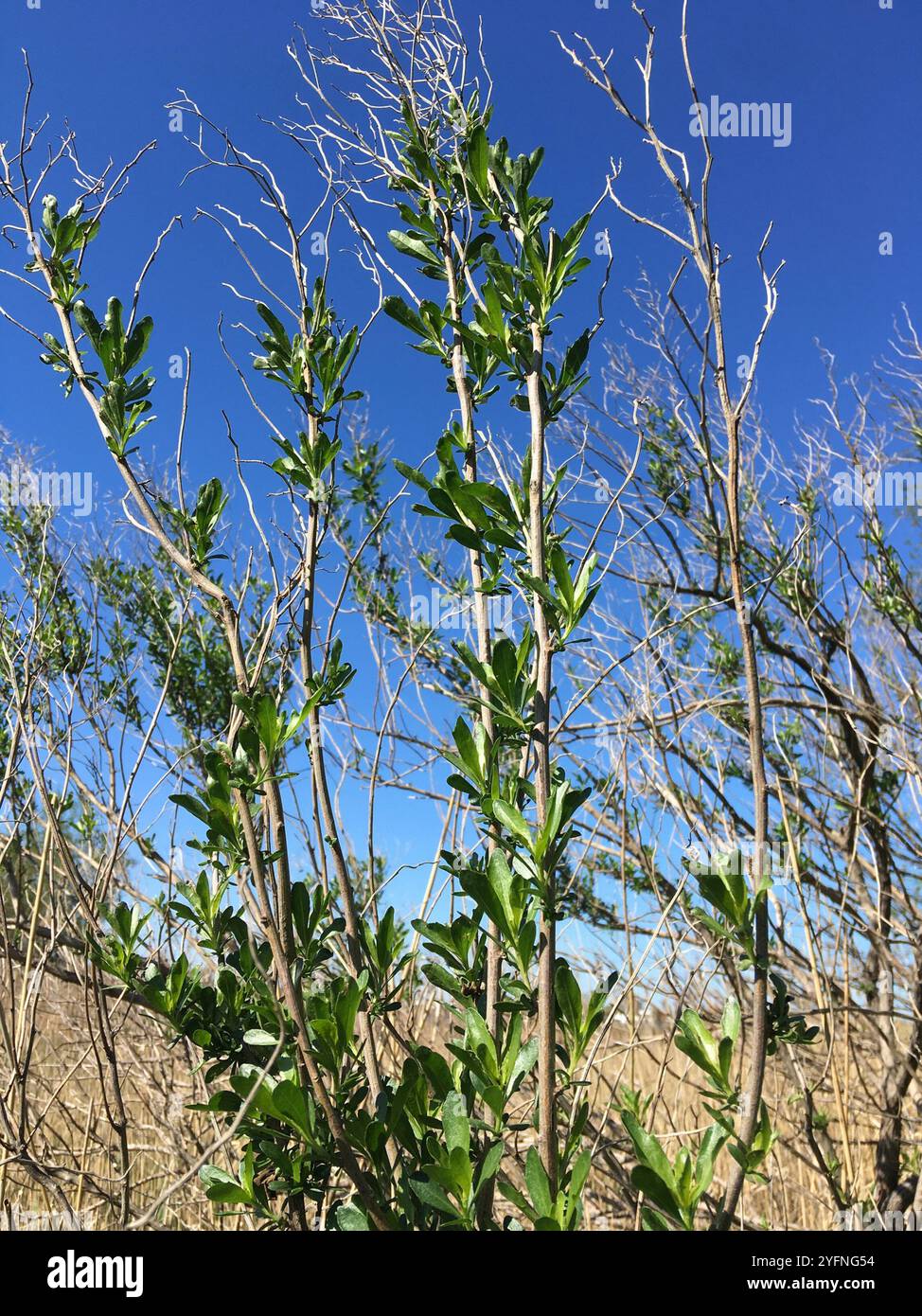 groundsel tree (Baccharis halimifolia Stock Photo - Alamy