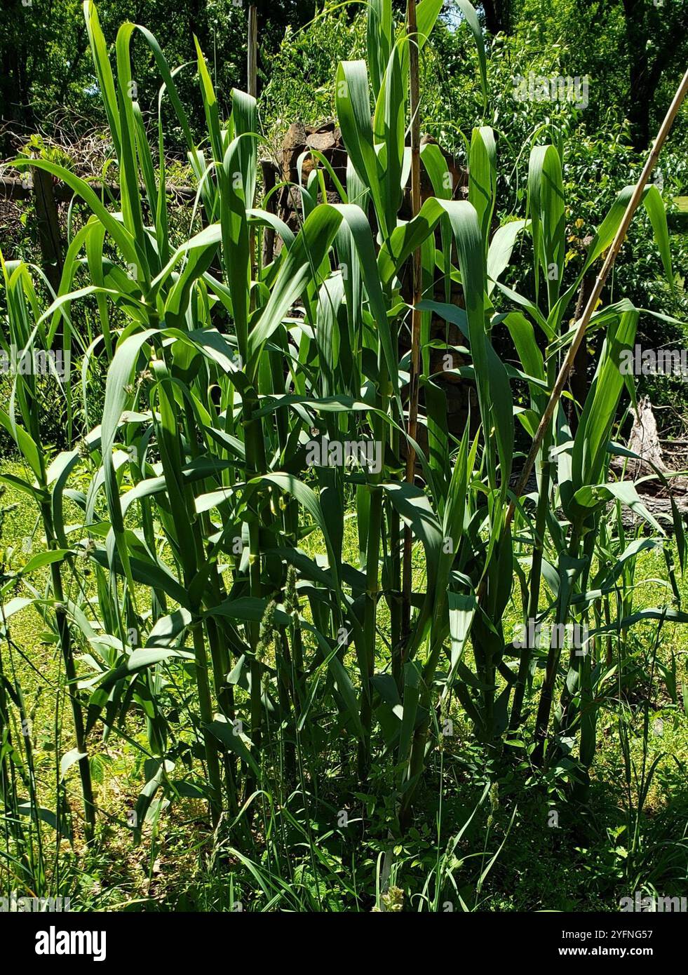 giant reed (Arundo donax Stock Photo - Alamy