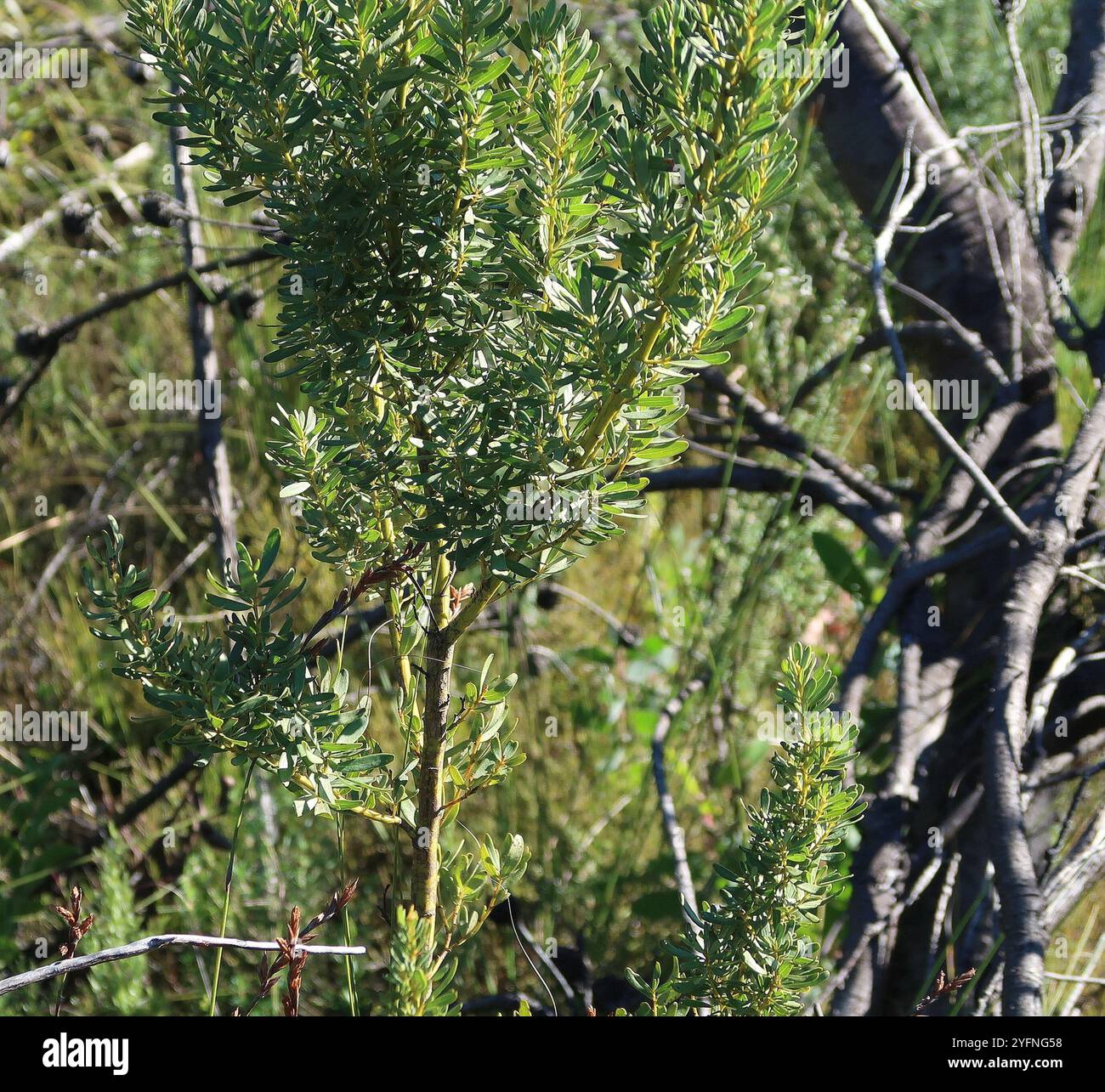 Cyclopia hi-res stock photography and images - Alamy