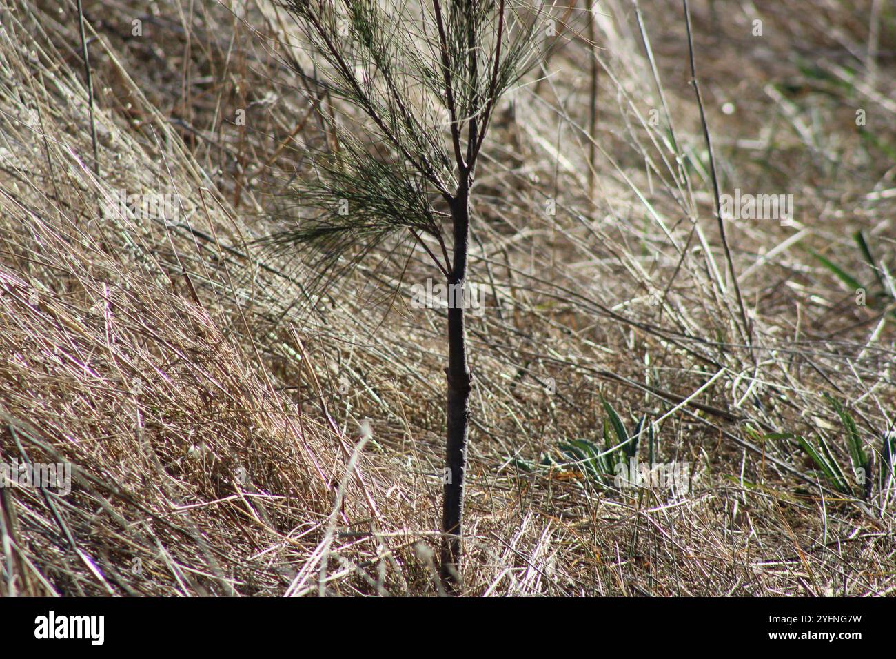 Sheoaks hi-res stock photography and images - Alamy