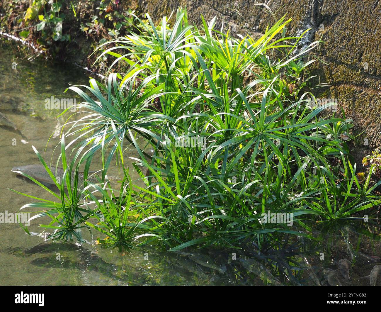 Umbrella papyrus (Cyperus alternifolius flabelliformis Stock Photo - Alamy