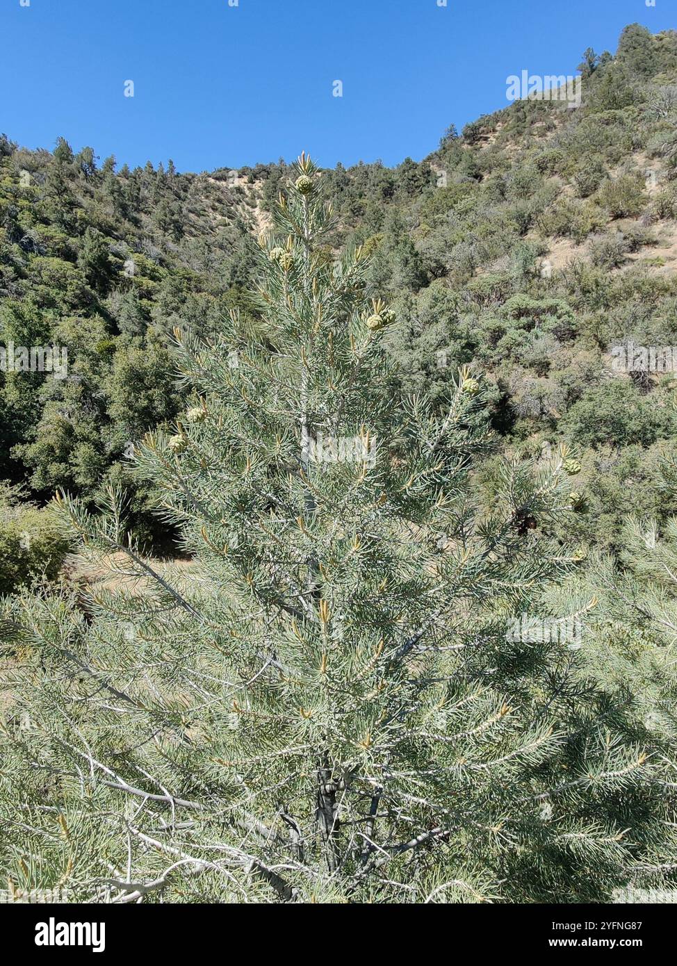 singleleaf pinyon (Pinus monophylla Stock Photo - Alamy