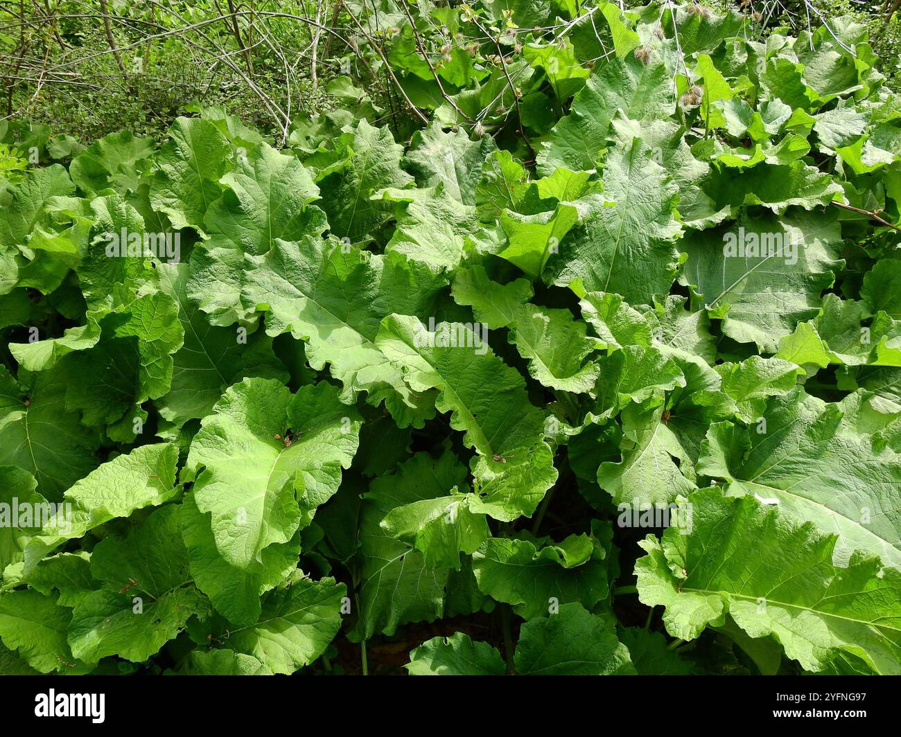 greater burdock (Arctium lappa Stock Photo - Alamy