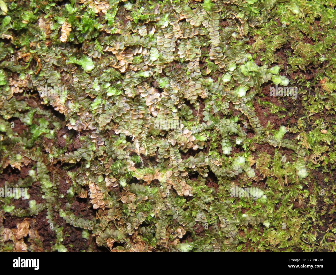 Jungermanniales hi-res stock photography and images - Alamy