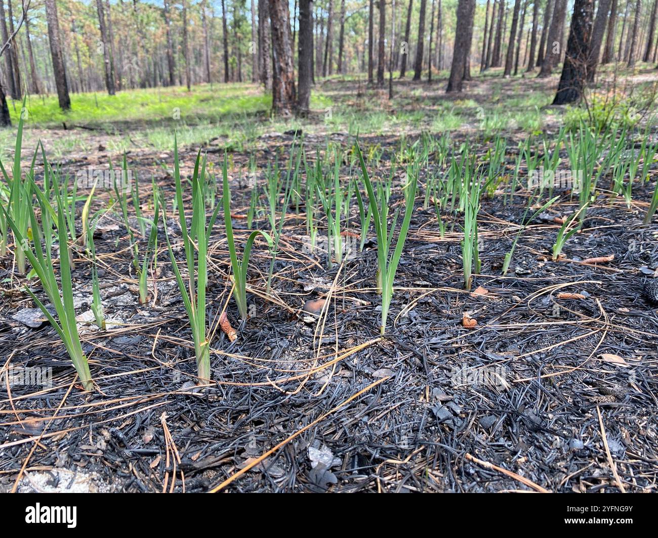 Iris verna hi-res stock photography and images - Alamy