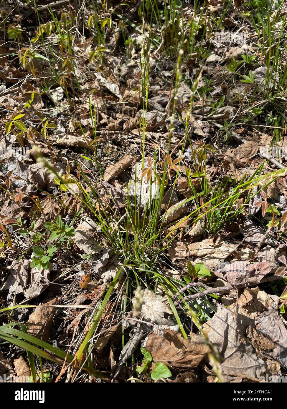 White-grained Mountain-ricegrass (Oryzopsis asperifolia Stock Photo - Alamy