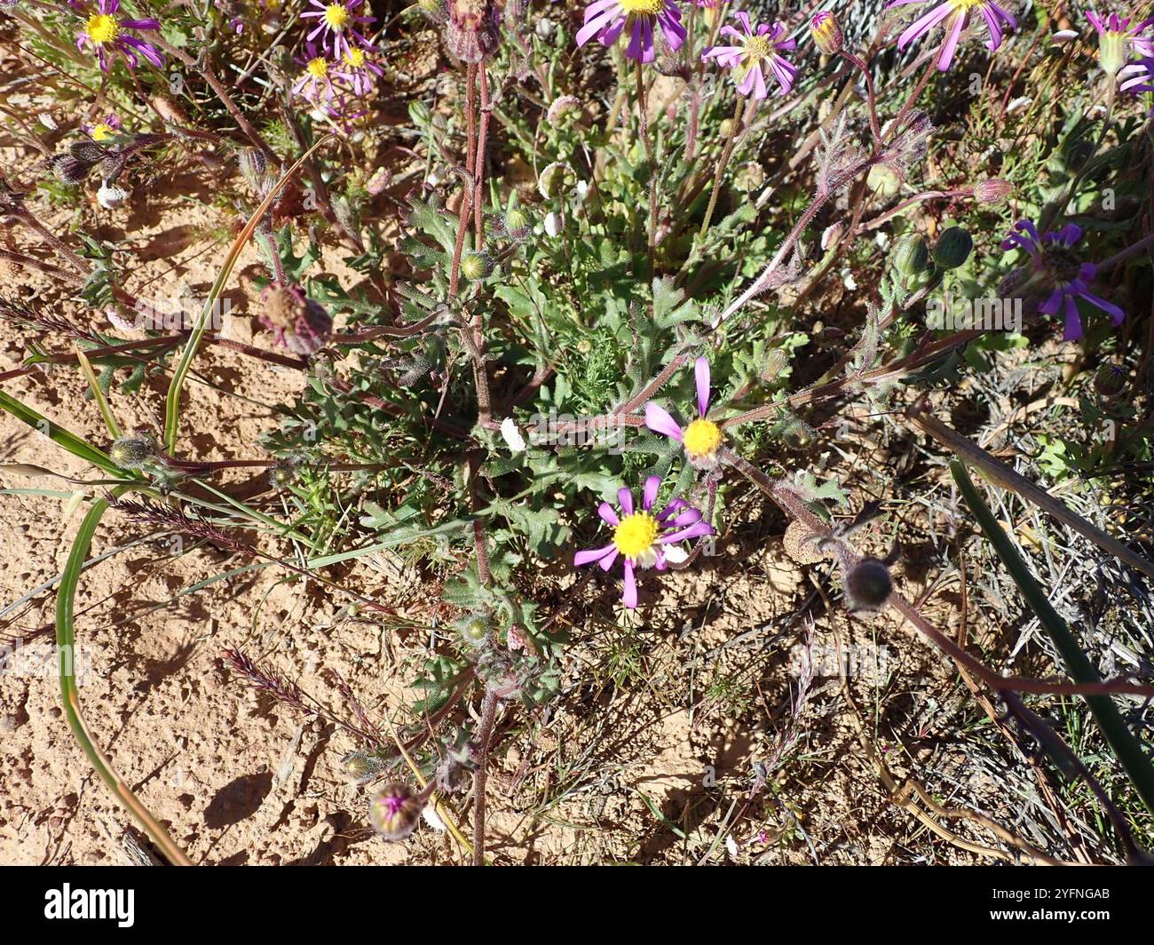 Sandveld Ragwort (Senecio arenarius Stock Photo - Alamy