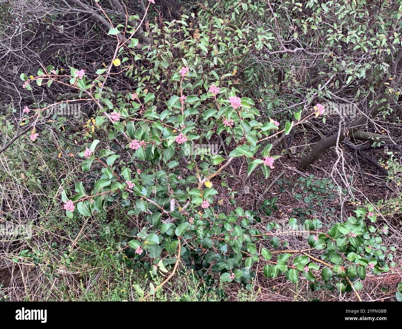 Sugar bush rhus ovata hi-res stock photography and images - Alamy