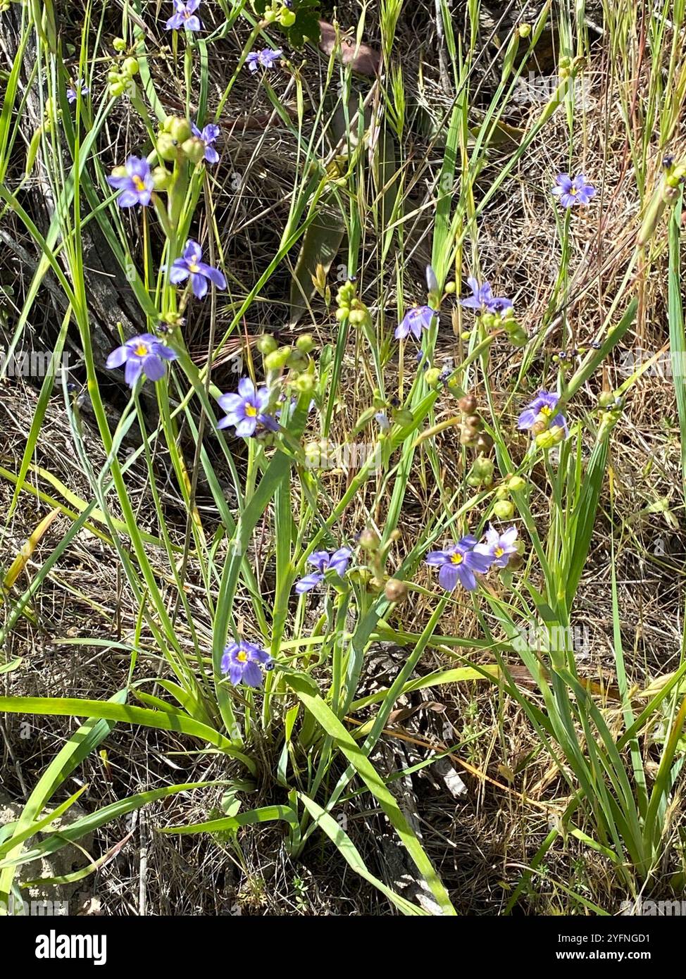 western blue-eyed grass (Sisyrinchium bellum Stock Photo - Alamy