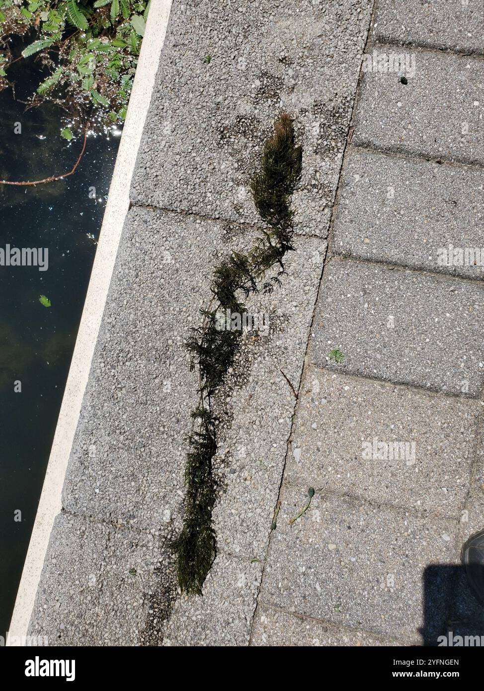 Coontail hi-res stock photography and images - Alamy